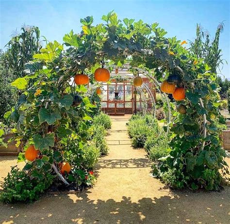 Acorn Squash Trellis