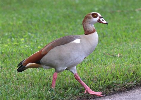 The Nhbs Guide To Uk Goose Identification Hoopoe A Blog By Nhbs