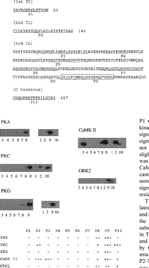 Figure 2 From Identification Of Amino Acid Residues Responsible For