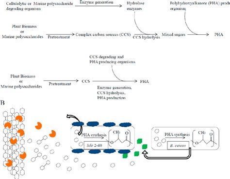 Figure 1 From Enhanced Agarose And Xylan Degradation For Production Of