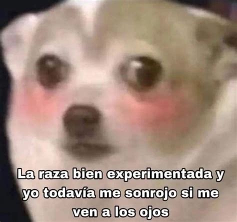 La Raza Bien Experimentada Y Yo Todavía Me Sonrojo Si Me Ven A Los Ojos