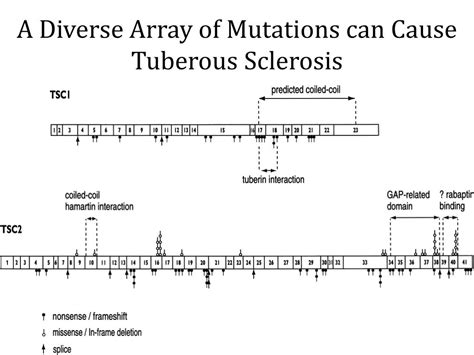 Ppt Tsc1 2 Complex And Tuberous Sclerosis Powerpoint Presentation Free Download Id 2730490