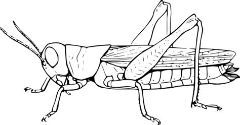 Grasshopper Clip Art At Vector Clip Art Online Royalty