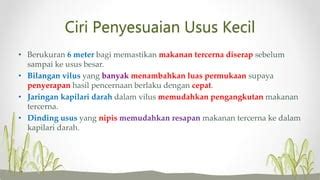 Bab 3 Proses Penyerapan Hasil Pencernaan PPTX