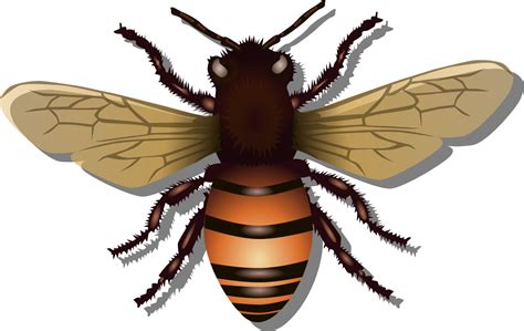 Abeja De Miel Png Imagenes Gratis 2025 Png Universe