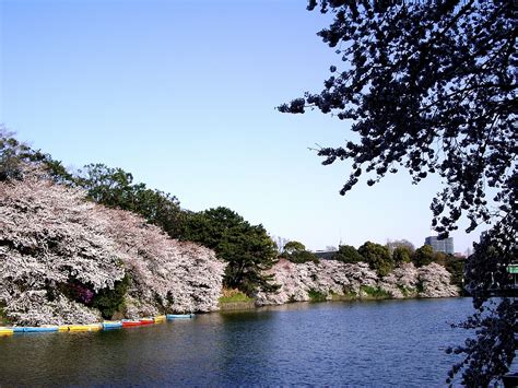 Chidorigafuchi Tokyo Japan Cherryblossom Sakura