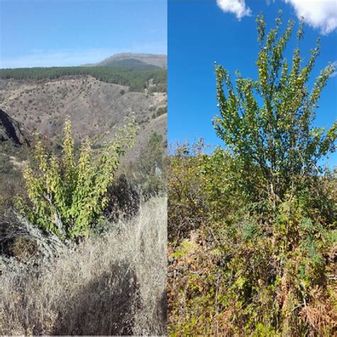 Feral Malus Domestica Larger Leaves Left And Malus Sylvestris Download Scientific Diagram
