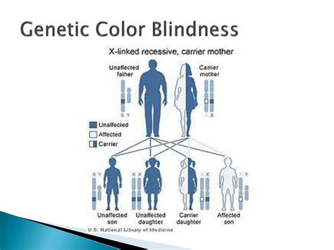 Ppt Color Blindness Powerpoint Presentation Free Download Id 2573827