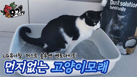 모개의일상 고양이화장실 먼지없는 모래 채워주기 Lg 유니참 ‘더스트 솔루션 벤토나이트 고양이모래추천 Youtube