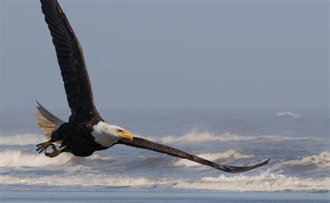 Eagle And Surf Photograph By Angie Vogel Fine Art America