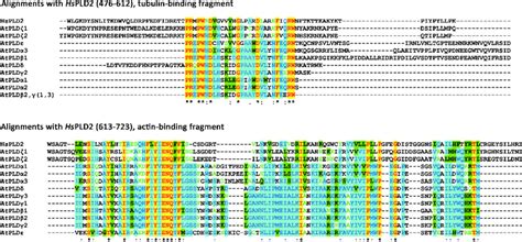 Alignment Of Amino Acid Sequences Of Arabidopsis Plds With Tubulin And