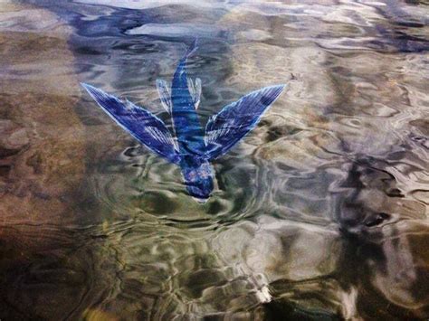 Malolo Flying Fish In Hawaiian Waters