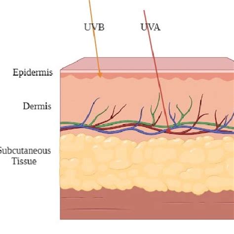 The Penetration Of UVA And UVB Into The Skin Download Scientific Diagram