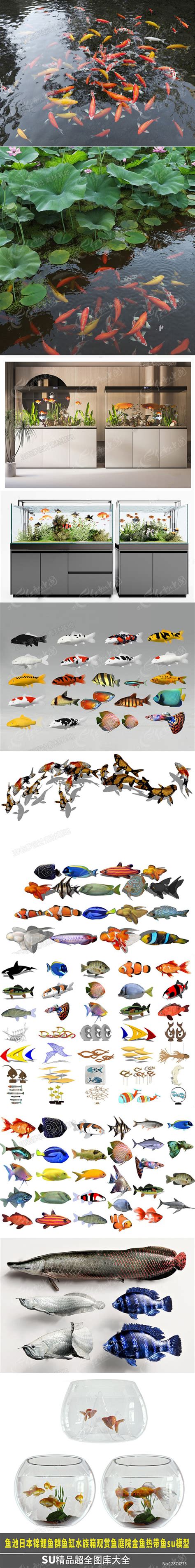 鱼池锦鲤鱼群鱼缸水族箱观赏鱼庭院金鱼图片 其它 编号12874275 红动中国