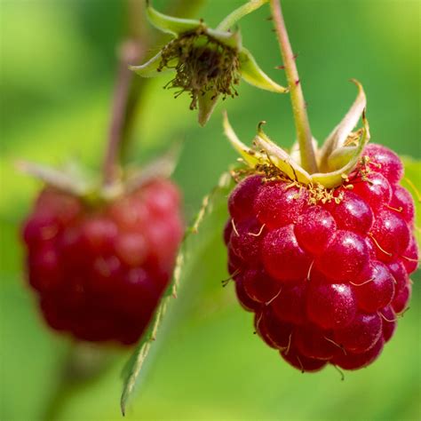 Raspberry Trees