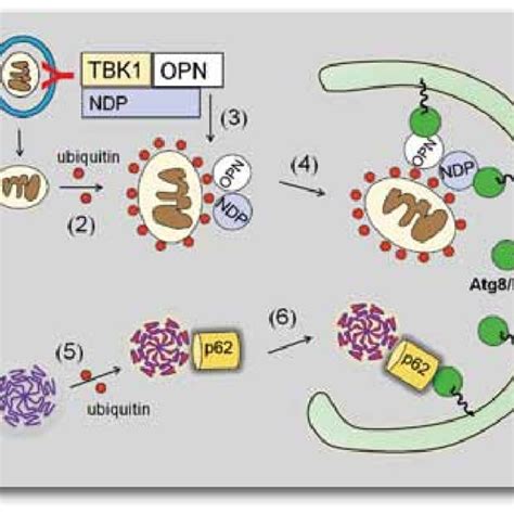 Ubiquitin Targets Intracellular Pathogens To Autophagosomes Via