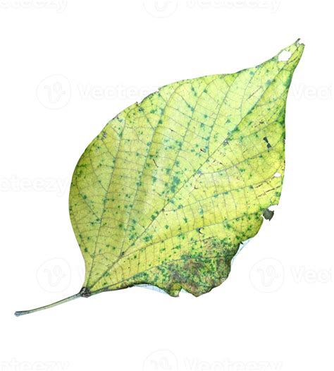 Dry Leaves On A Transparent Background PNG