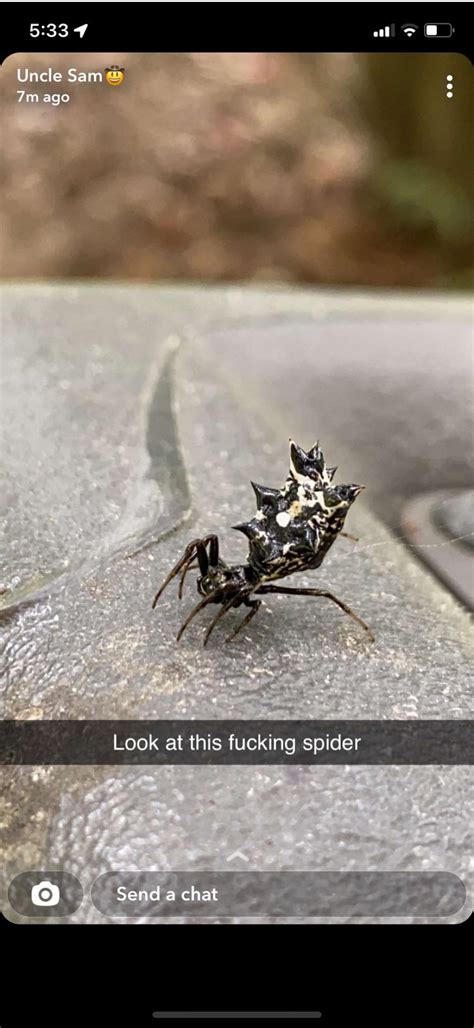 What Is This Black Flying Insect Nw United States Rwhatsthisbug