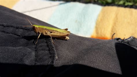 Grasshopper Nature Macro Free Photo On Pixabay Pixabay