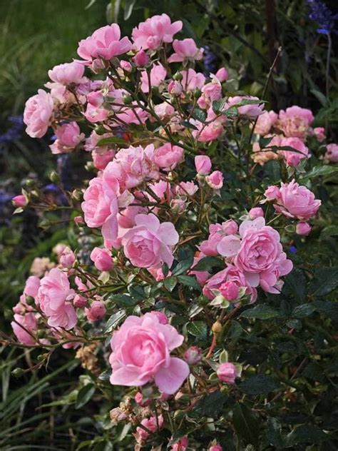 Fairy Rose All About Roses