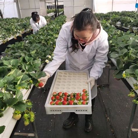 禄丰家门口拿双薪 增收致富不担心 流转 仁兴镇 土地
