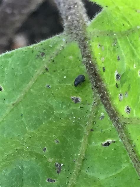 Found This Bug On My Eggplants Leaves What Is It And How Do I Treat It