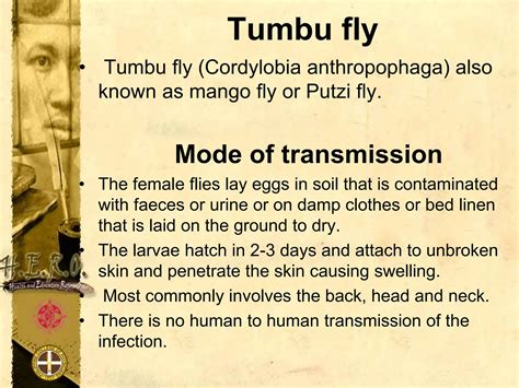 15 Tumbu Fly Larvapower Point Prensation Ppt