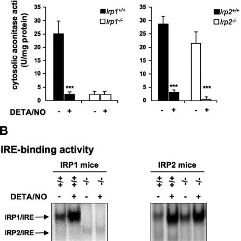 IRP regulation in response to NO BMMs derived from Irp1 Ϫ Ϫ and Irp2 Download Scientific