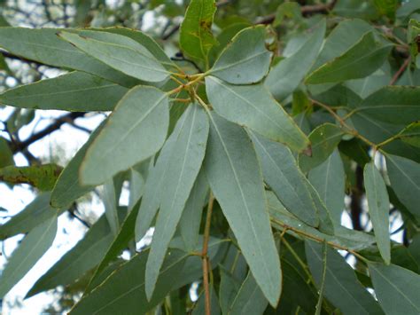 Eucalyptus At Emaze Presentation