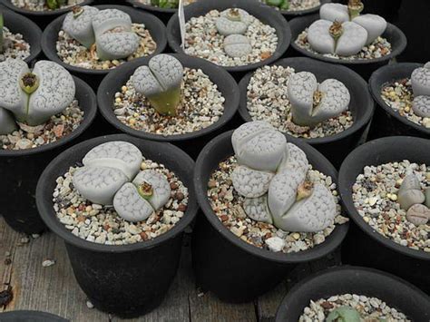 生石花 屁屁 多肉植物