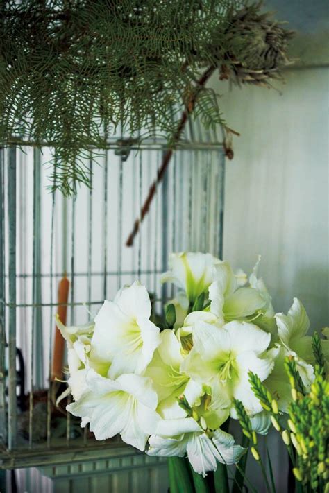 [写真] 1ページ目 文筆家・大平一枝さんが見つけた、緑と白い花に包まれた植物専門店 Esseonline（エッセ オンライン）