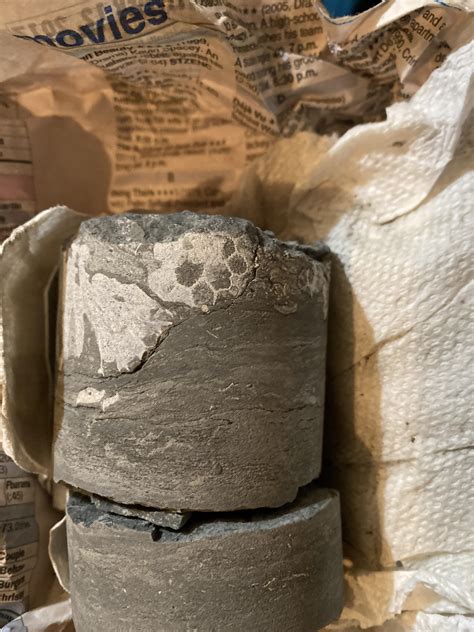 831 Best Fossilized Images On Pholder Interestingasfuck Pics And