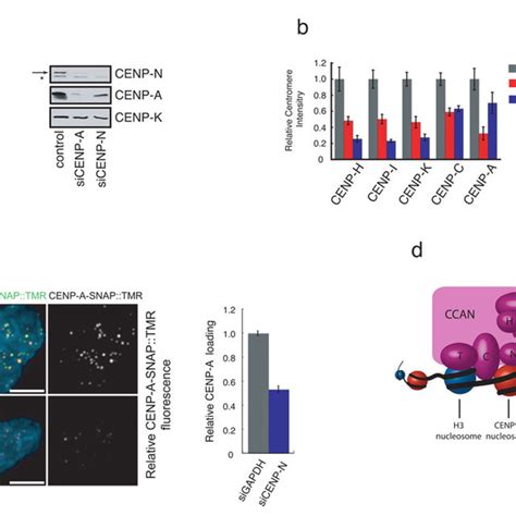 Depletion Of Cenp N Affects Centromere Assembly Download Scientific