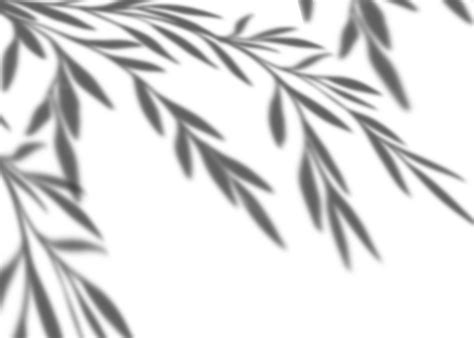Leaves Shadow Overlay Isolated Tropical Branches Leaves 24787701 PNG