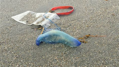 由比ヶ浜で大量発生中の「カツオノエボシ」、とてもキレイだけどとんでもない猛毒があって命にも関わるから気をつけて Togetter トゥギ