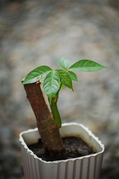 How To Fix Root Rot In Money Tree Bonsai Alchemist 101