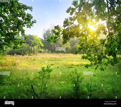 Leichte lichtung Fotos und Bildmaterial in hoher Auflösung Alamy