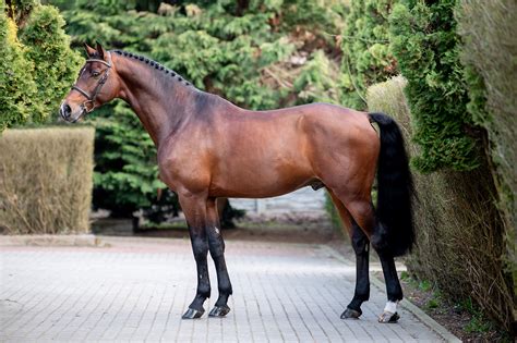 Calidor - Ogiery Bonin