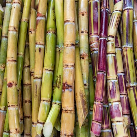 Blackstrap Molasses For Compost Tea And Ferments Optimize Organics Inc