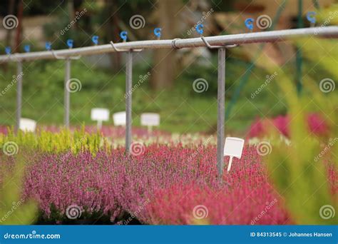Garden Plant Plantation With Irrigation System Stock Image Image Of