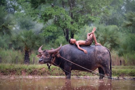 Ảnh Con Trâu Đẹp Gần Gũi Gắn Liền Với Đồng Quê Việt Nam