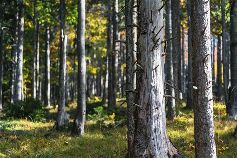 Trees With Thorns Photo Free Baumgartenschneid Image On Unsplash