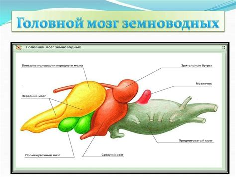 Перечислите Отделы головного мозга у Рыб земноводных рептилий птиц и