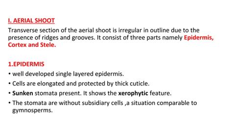 Psilotum Structure Morphology Anatomy Reproduction Life Cycle