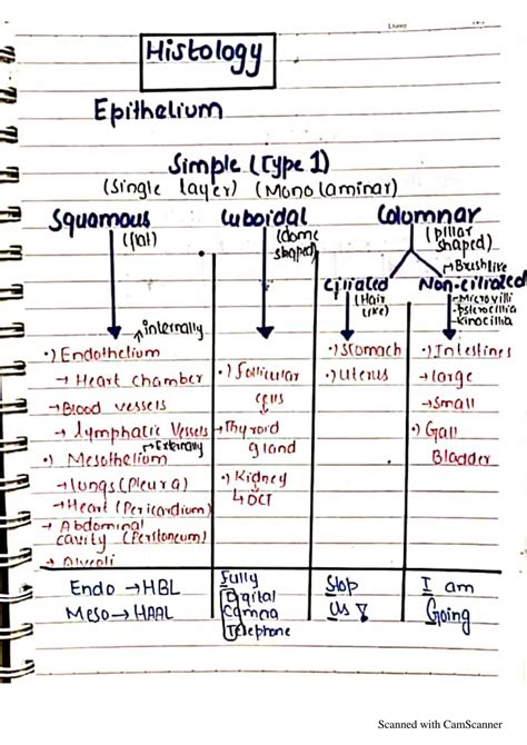 Solution Epithelium Tissue Handwritten Notes Studypool