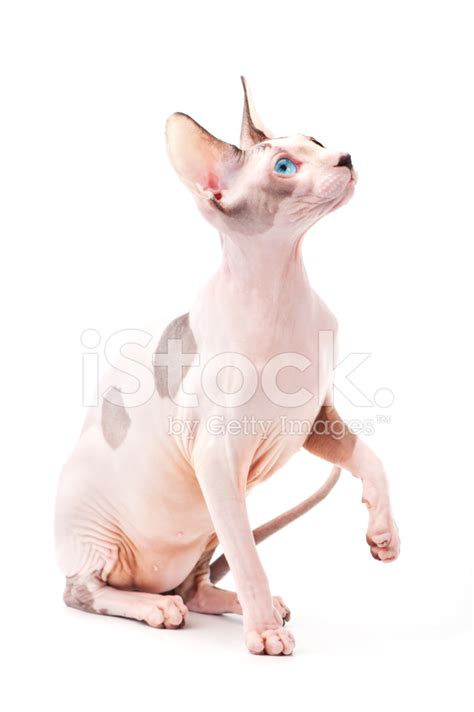 파란 눈을 가진 캐나다 스핑크스 고양이 초콜릿 할리 퀸 스톡 사진 로열티 프리 Freeimages