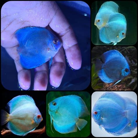 Jual Ikan Hias Discus Blue Diamond Untuk Aquarium Dan Aquascape Kota Bandung Kamimasai