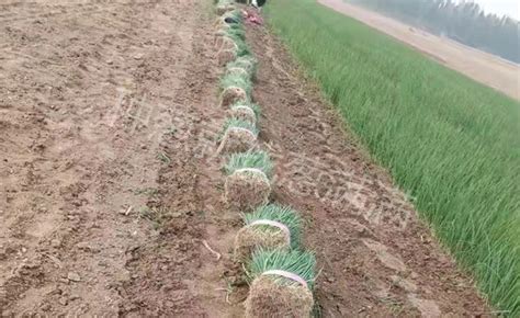 一亩葱苗可以移栽多少亩地