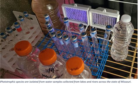 The Role Of Microbial Diversity In Microbial Electrosynthesis