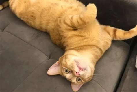橘猫趴窝，肚皮底下诡异颤抖！主人掀开一看笑喷宠界新闻
